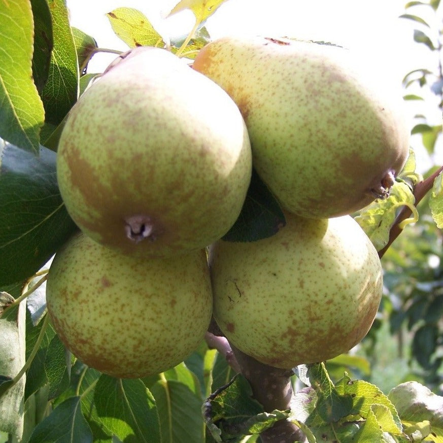 Beth | Buy Heritage Pear Trees Online | Habitat Aid