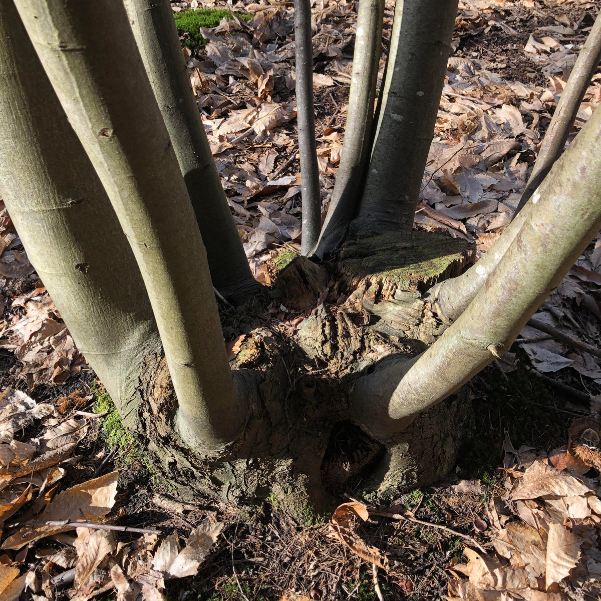 Chestnut Coppice | Habitat Aid