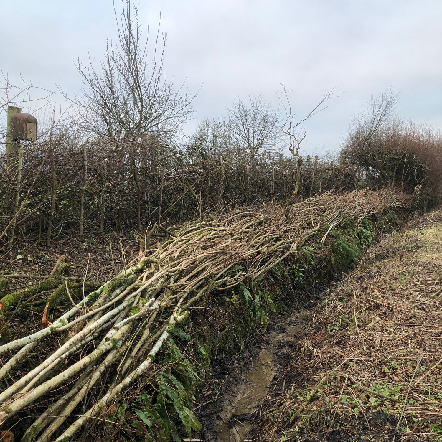 Habitat Aid | Meadow Seed | Trees | Hedges | Wildflowers | Pond Plants ...