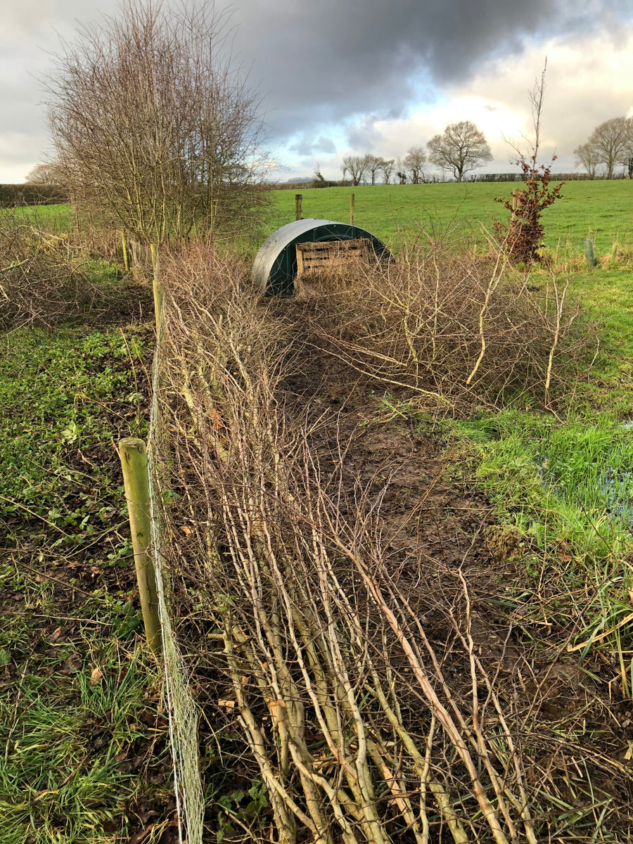 Hedgelaying for Wildlife | Habitat Aid