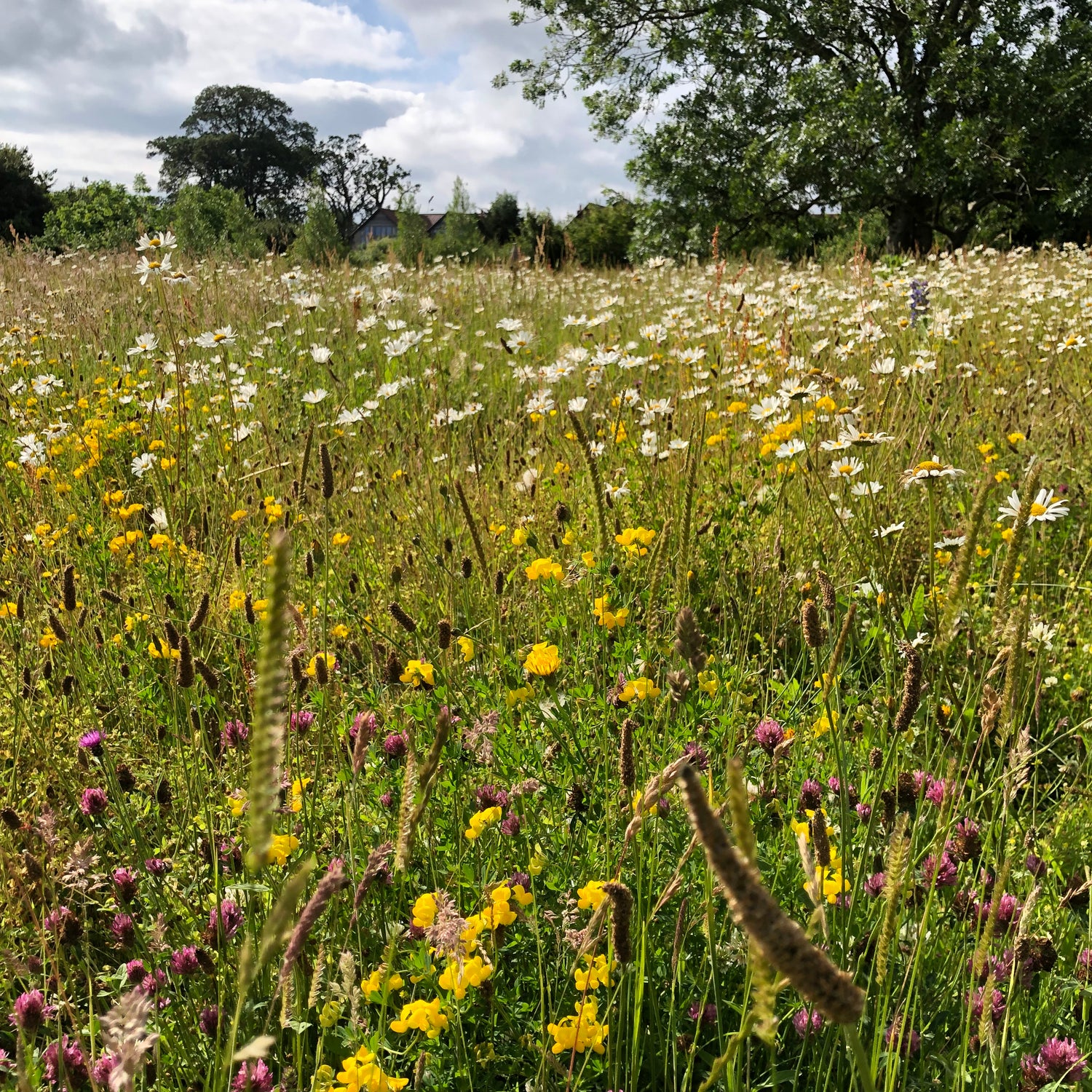 Wildflower Meadows and Biodiversity Net Gain | Habitat Aid