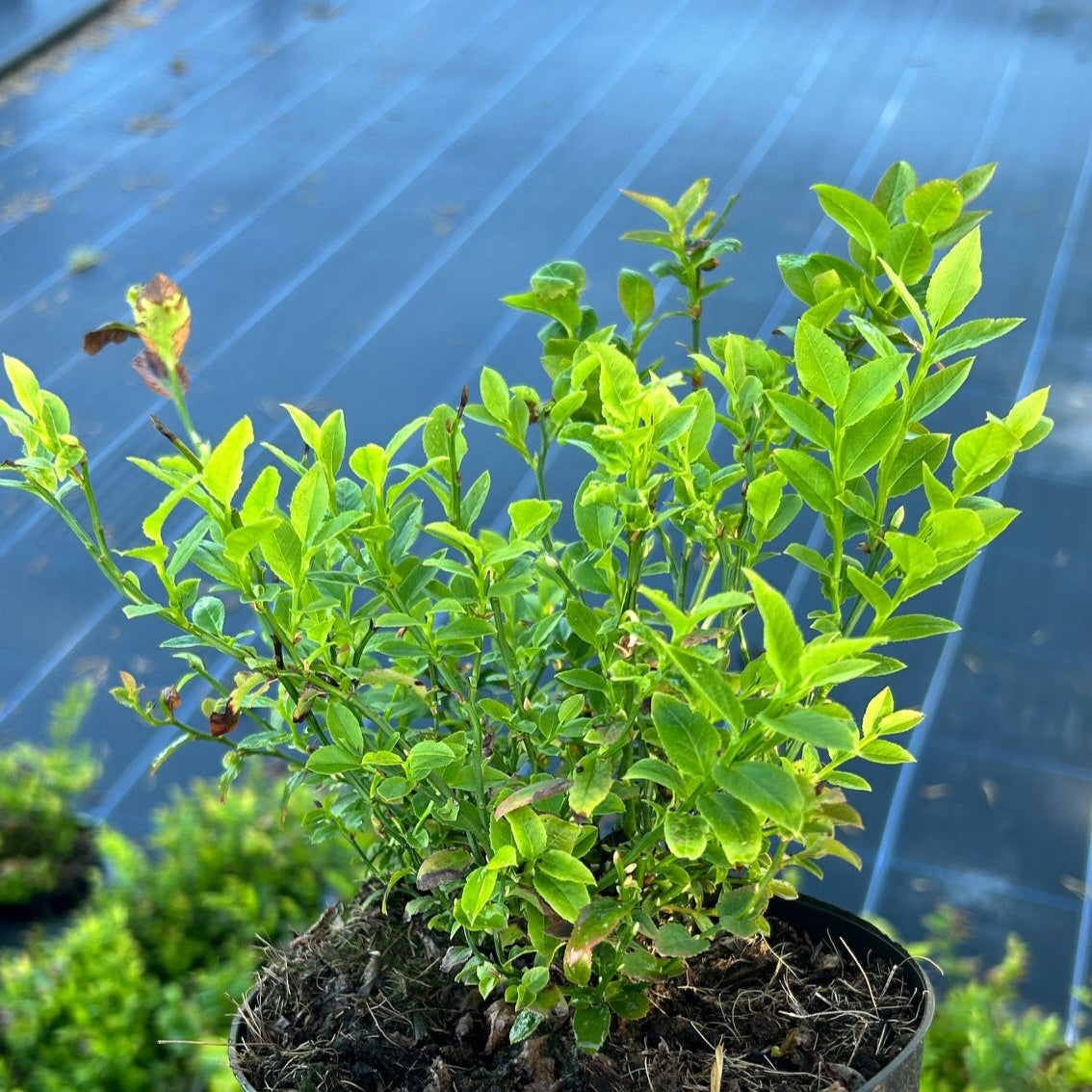 Bilberry plants (Vaccinium myrtillus) | British Trees & Hedges ...