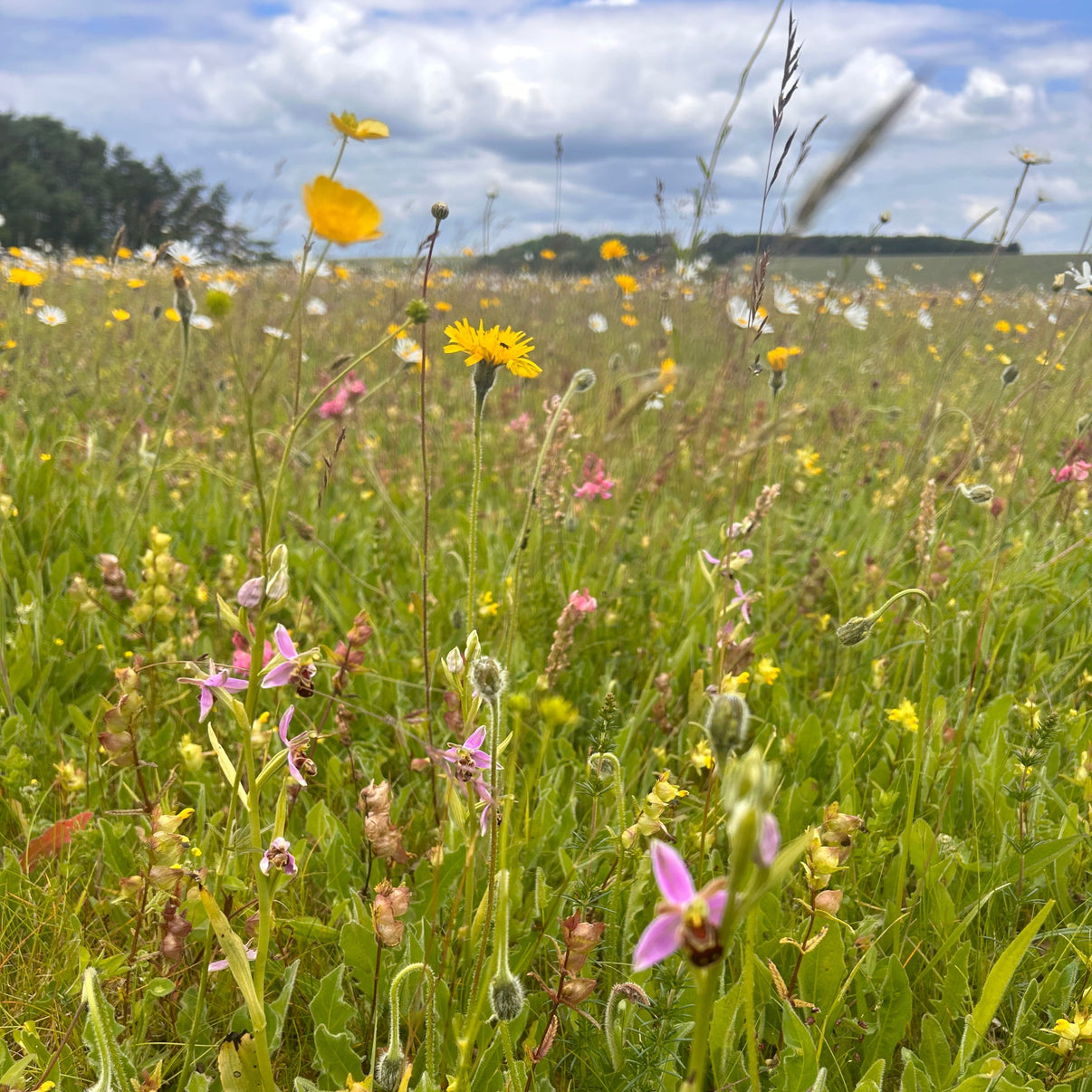 Wiltshire Meadow Seed Calcareous Soils | British Wildflower Meadow Seed ...