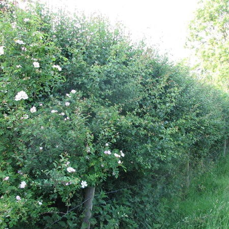 Native Hedge Plant Mix | Buy British Trees & Hedges | Habitat Aid