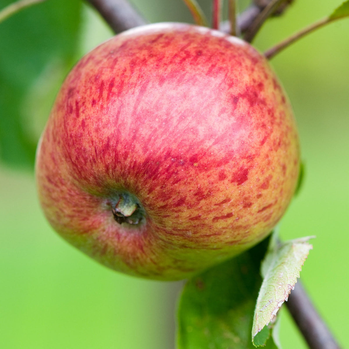 Dabinett | Buy Heritage Apple Trees Online | Habitat Aid