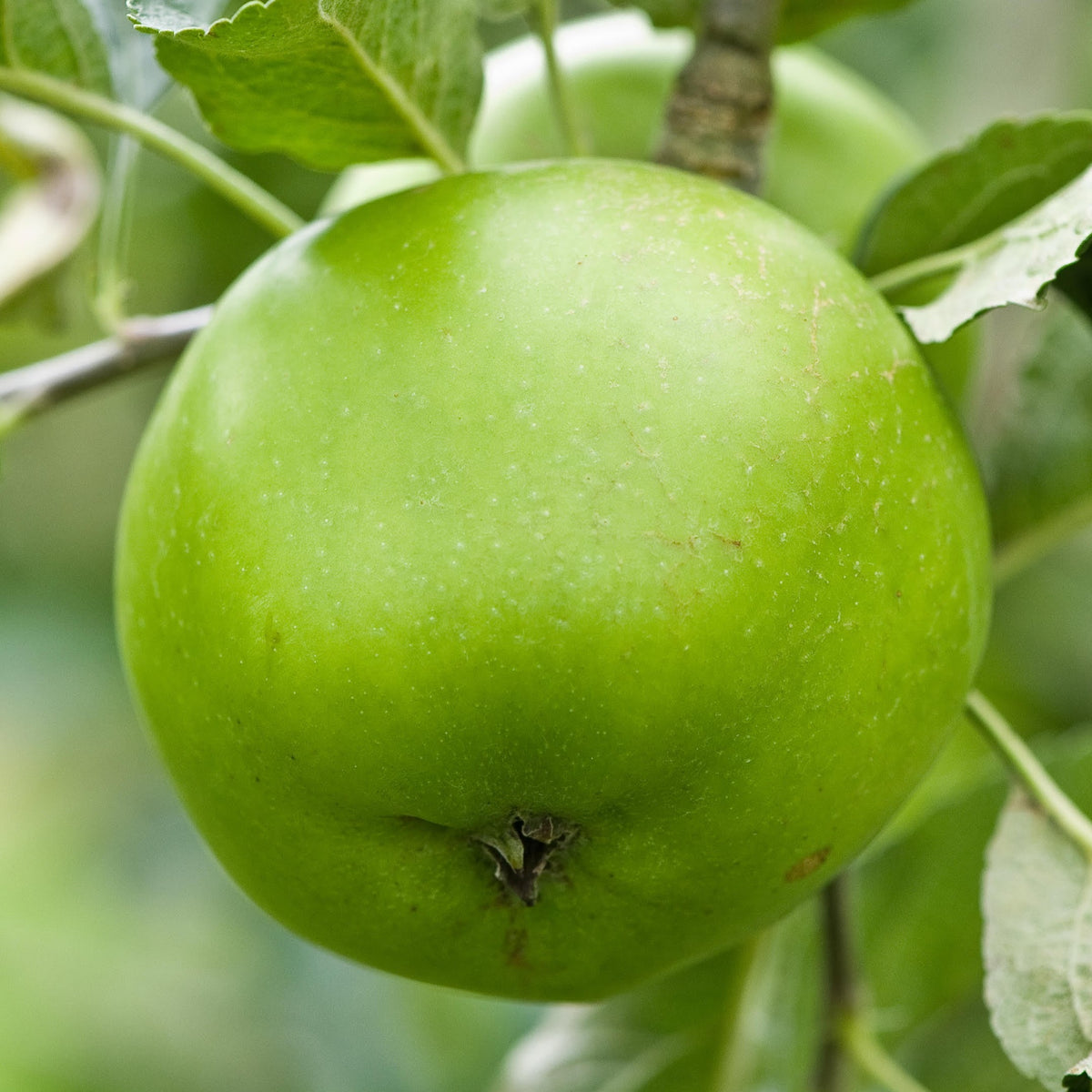 Golden Pearmain | Buy Apple Trees Online | Habitat Aid
