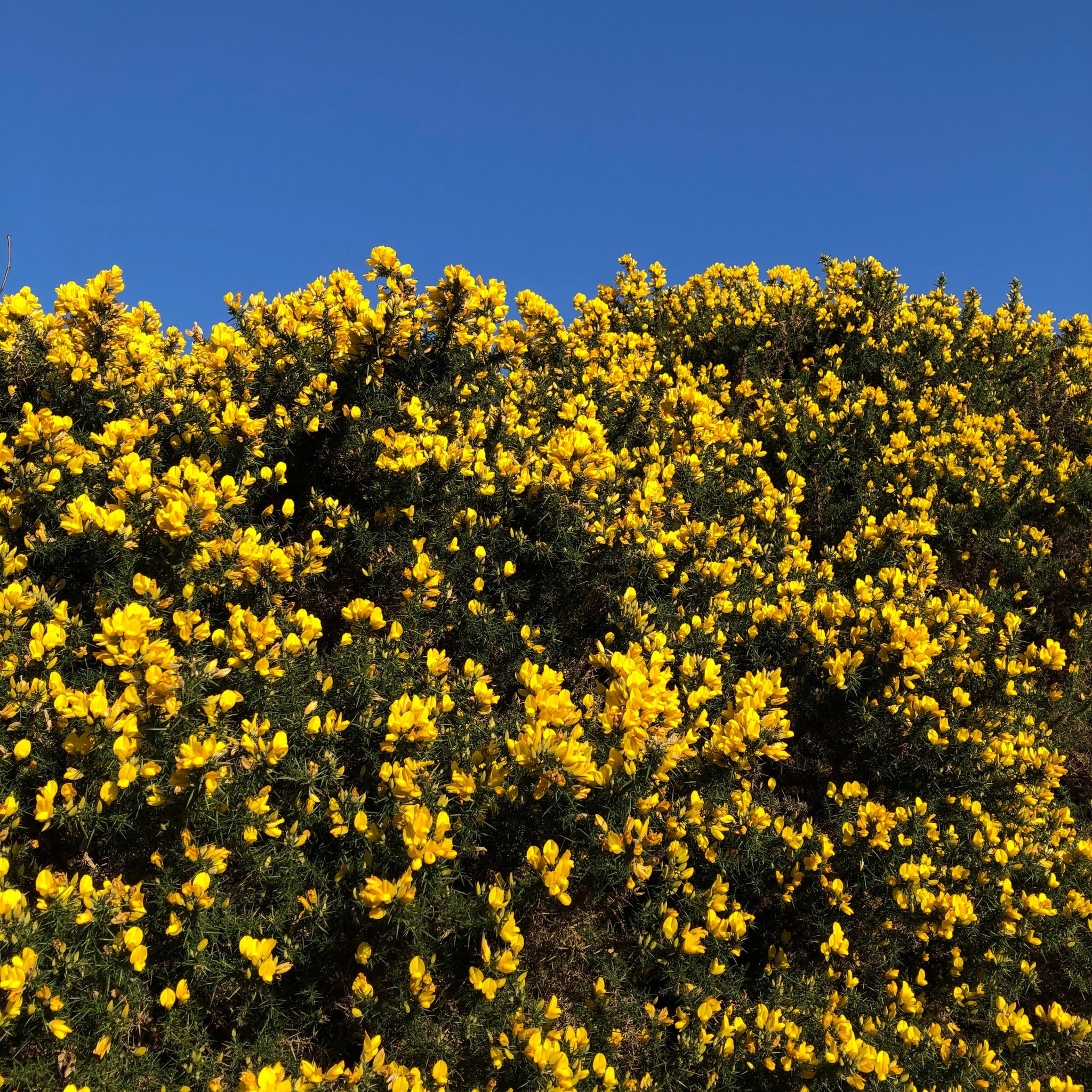 Gorse (Ulex europaeus) | British Trees & Hedges | Habitat Aid