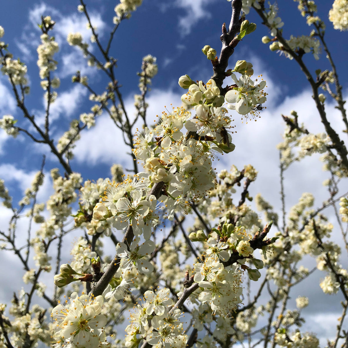 Green Gage | Buy Heritage Gage Trees Online | Habitat Aid