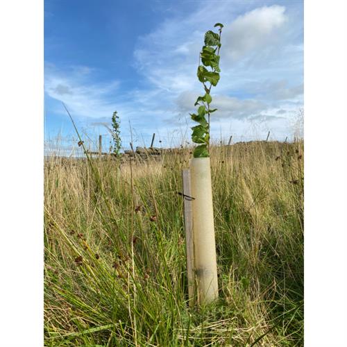 Biodegradable Tree Guards and Stakes | Shop | Habitat Aid