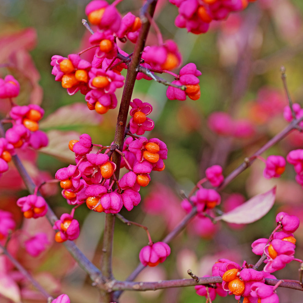 Native Garden Hedge | Buy British Trees & Hedges | Habitat Aid ...