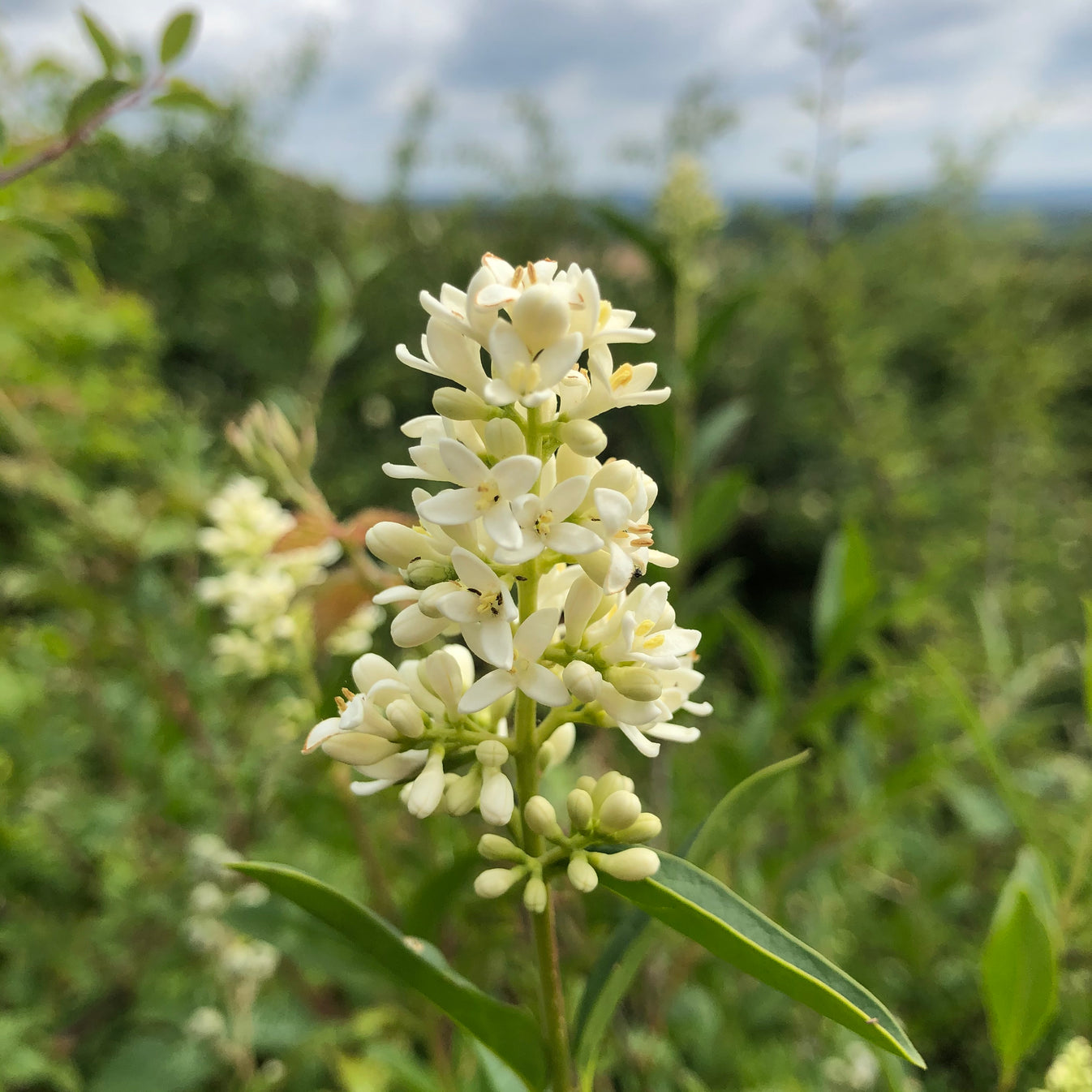 Native Garden Hedge | Buy British Trees & Hedges | Habitat Aid ...