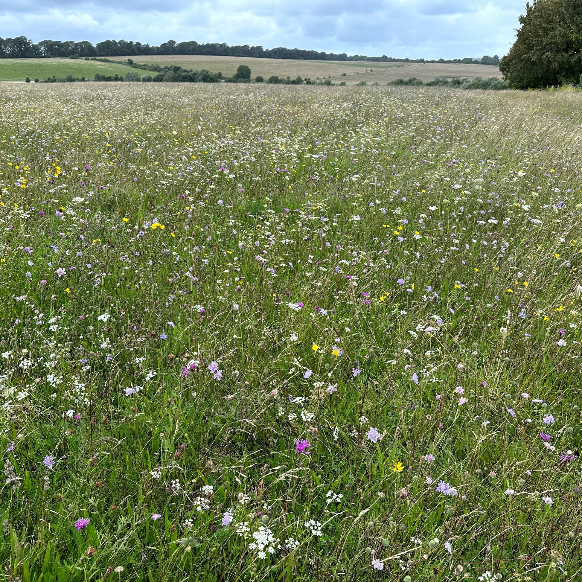 Wiltshire Meadow Seed Calcareous Soils | British Wildflower Meadow Seed ...