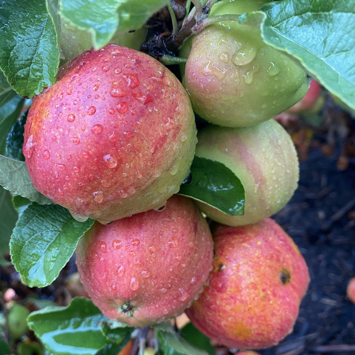 Forty Shilling | Buy Heritage Apple Trees Online | Habitat Aid