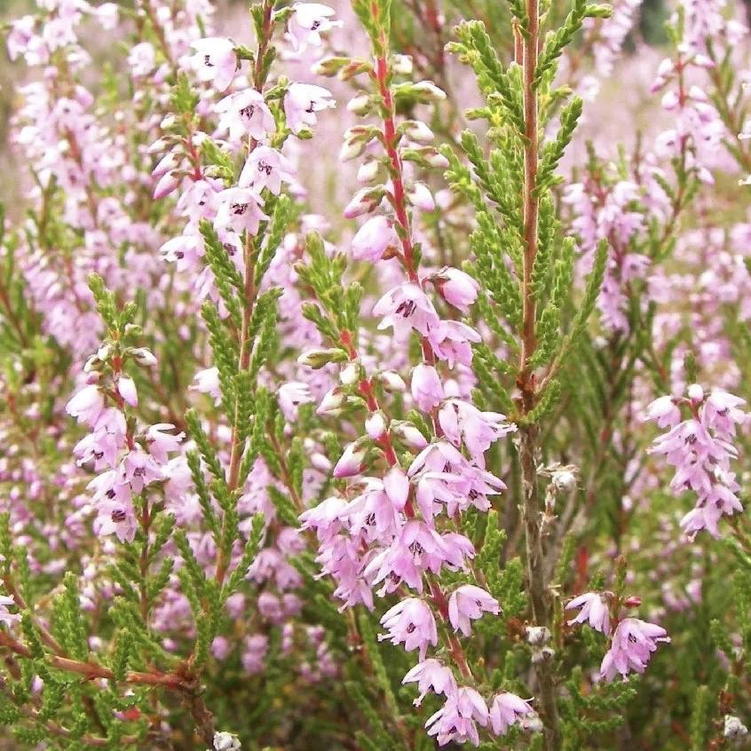 Common Heather plants (Calluna vulgaris)| British Trees & Hedges ...