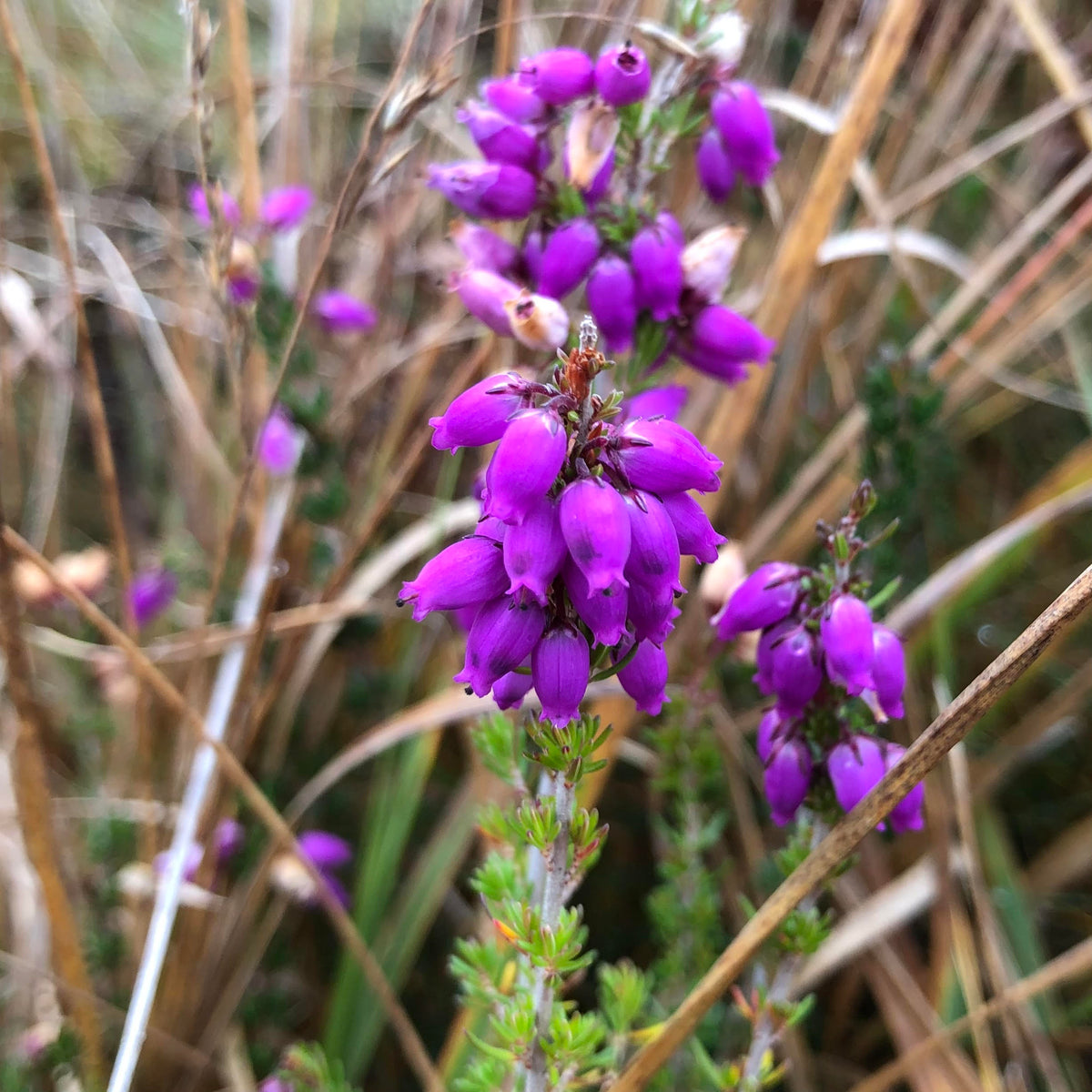 Common Heather plants (Calluna vulgaris)| British Trees & Hedges ...