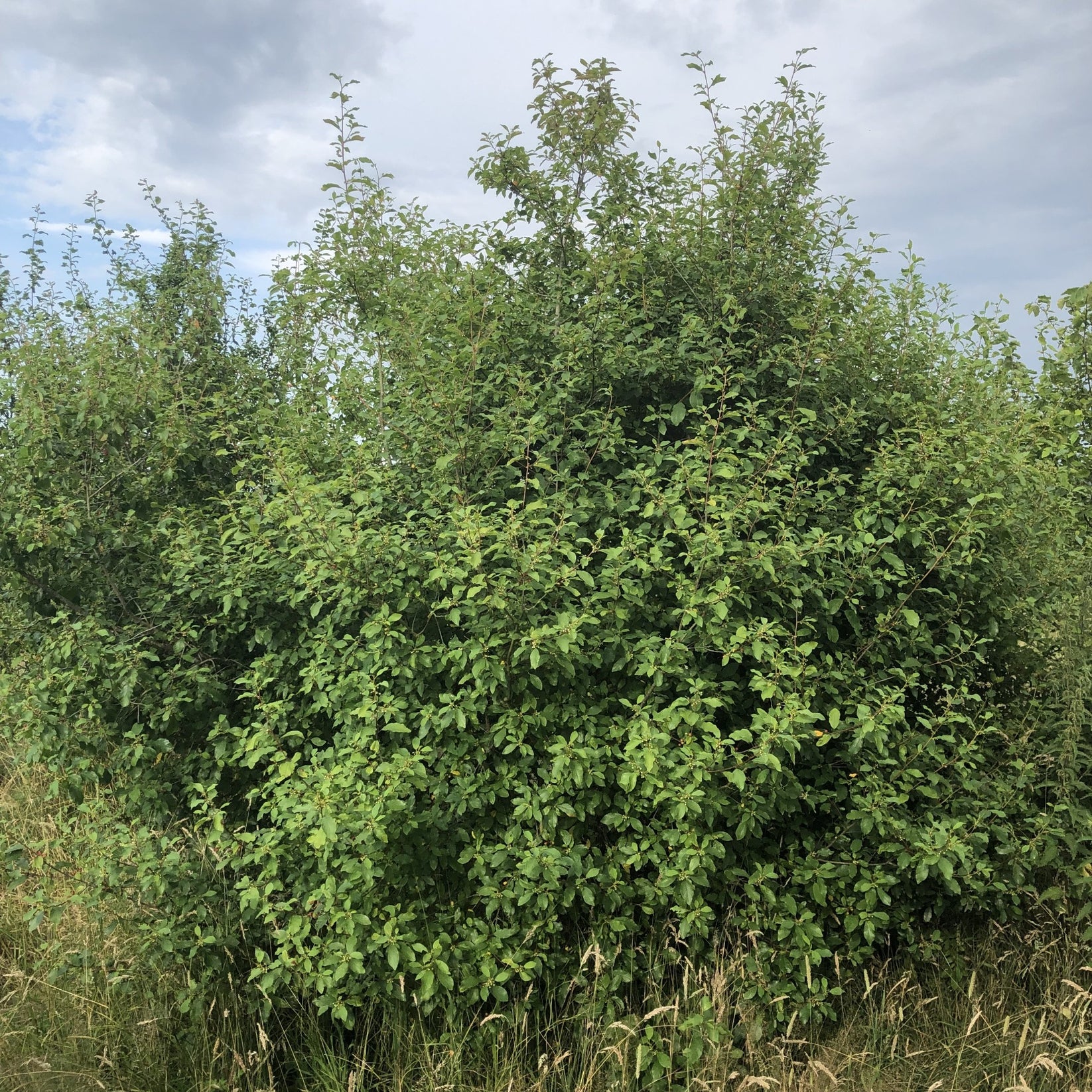 Alder Buckthorn (Frangula alnus) | Trees & Hedges | Habitat Aid
