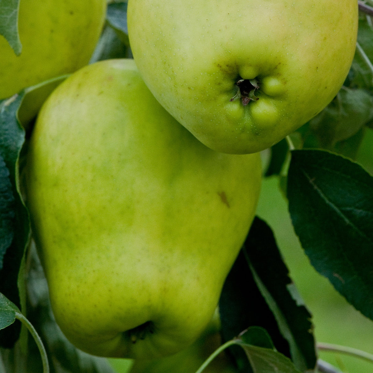 Lady's Finger of Lancaster | Buy Apple Trees Online | Habitat Aid