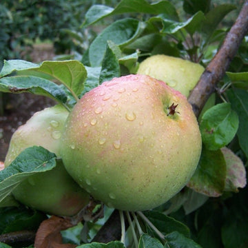 Apple Trees For Sale | Old Heritage Varieties | Habitat Aid