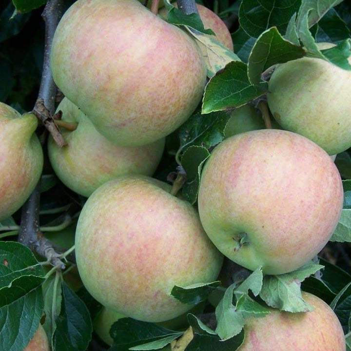 Apple Trees For Sale | Old Heritage Varieties | Habitat Aid