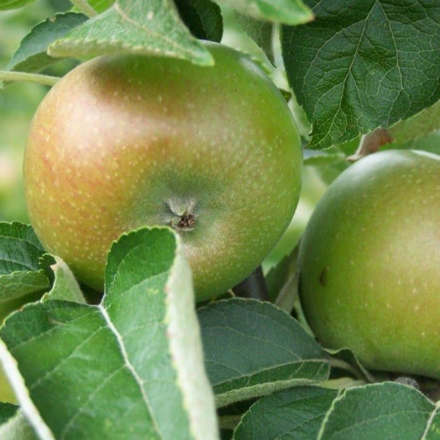 Court Pendu Plat | Buy Apple Trees Online | Habitat Aid