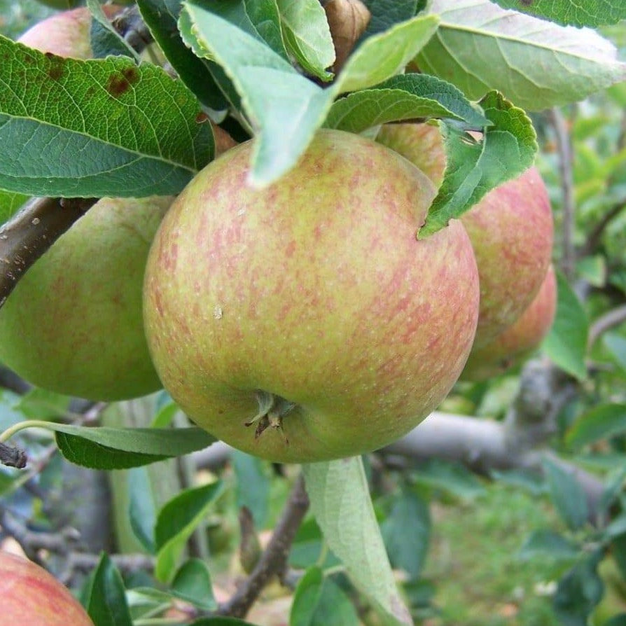 Ellison's Orange | Buy Apple Trees Online | Habitat Aid