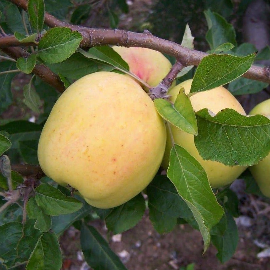 Golden Spire | Buy Apple Trees Online | Habitat Aid