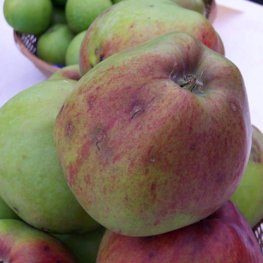 Howgate Wonder | Buy Apple Trees Online | Habitat Aid