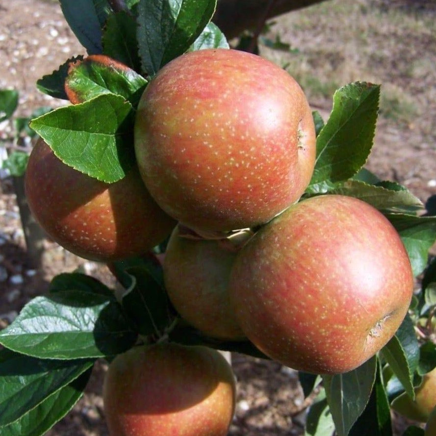 New Bess Pool | Buy Heritage Apple Trees Online | Habitat Aid