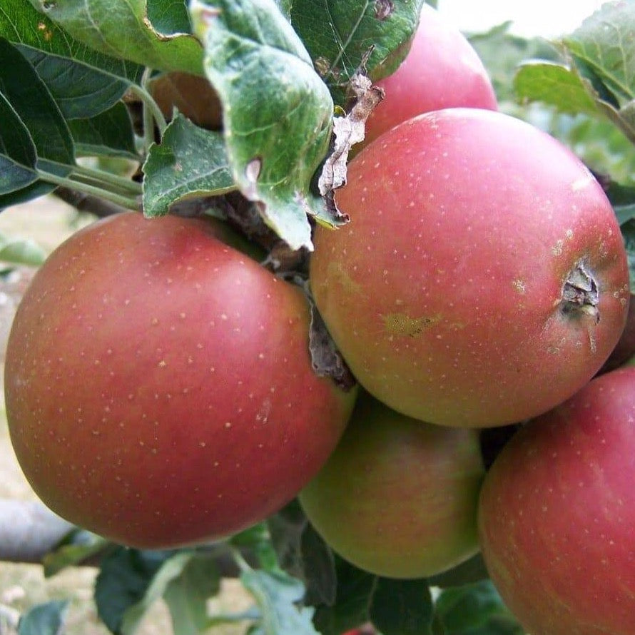 Pomeroy of Somerset | Buy Apple Trees | Habitat Aid