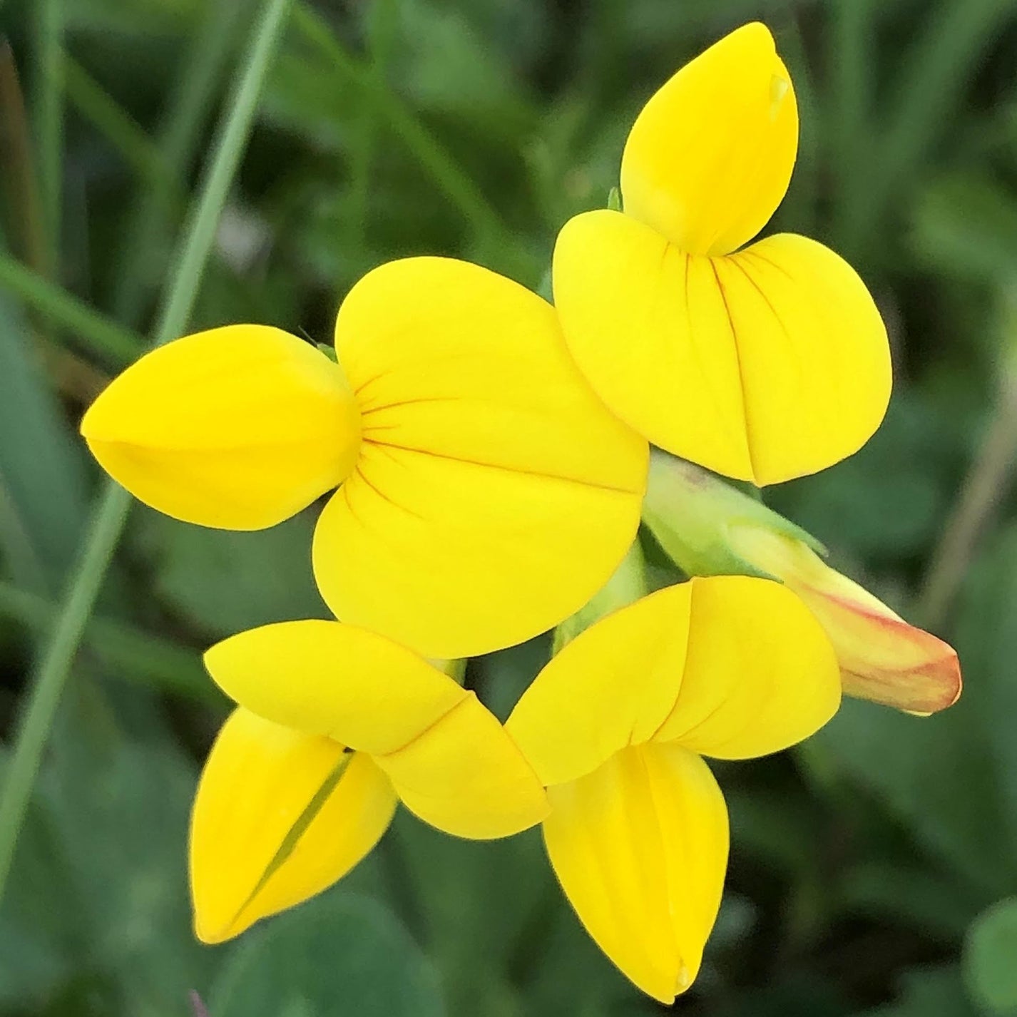 Native Plug Plants For Sunny Sites | Wildflower Shop | Habitat Aid
