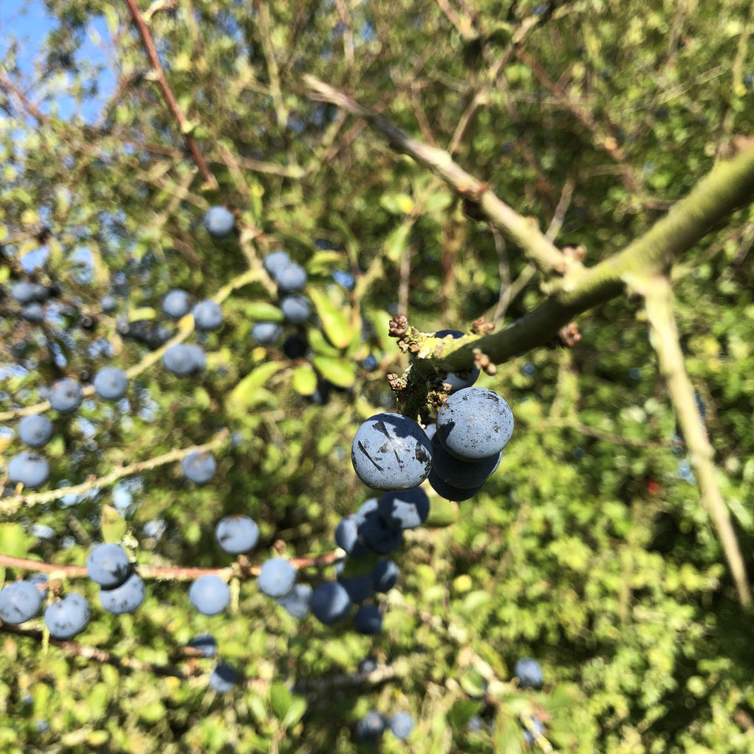 British Trees & Hedges | UK Provenance & Origin | Habitat Aid