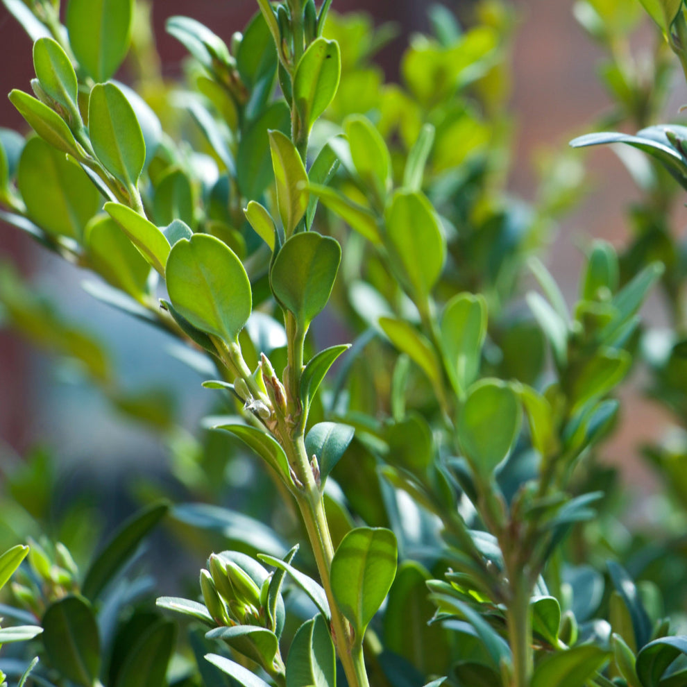 Box (Buxus sempervirens) | British Trees & Hedges | Habitat Aid ...