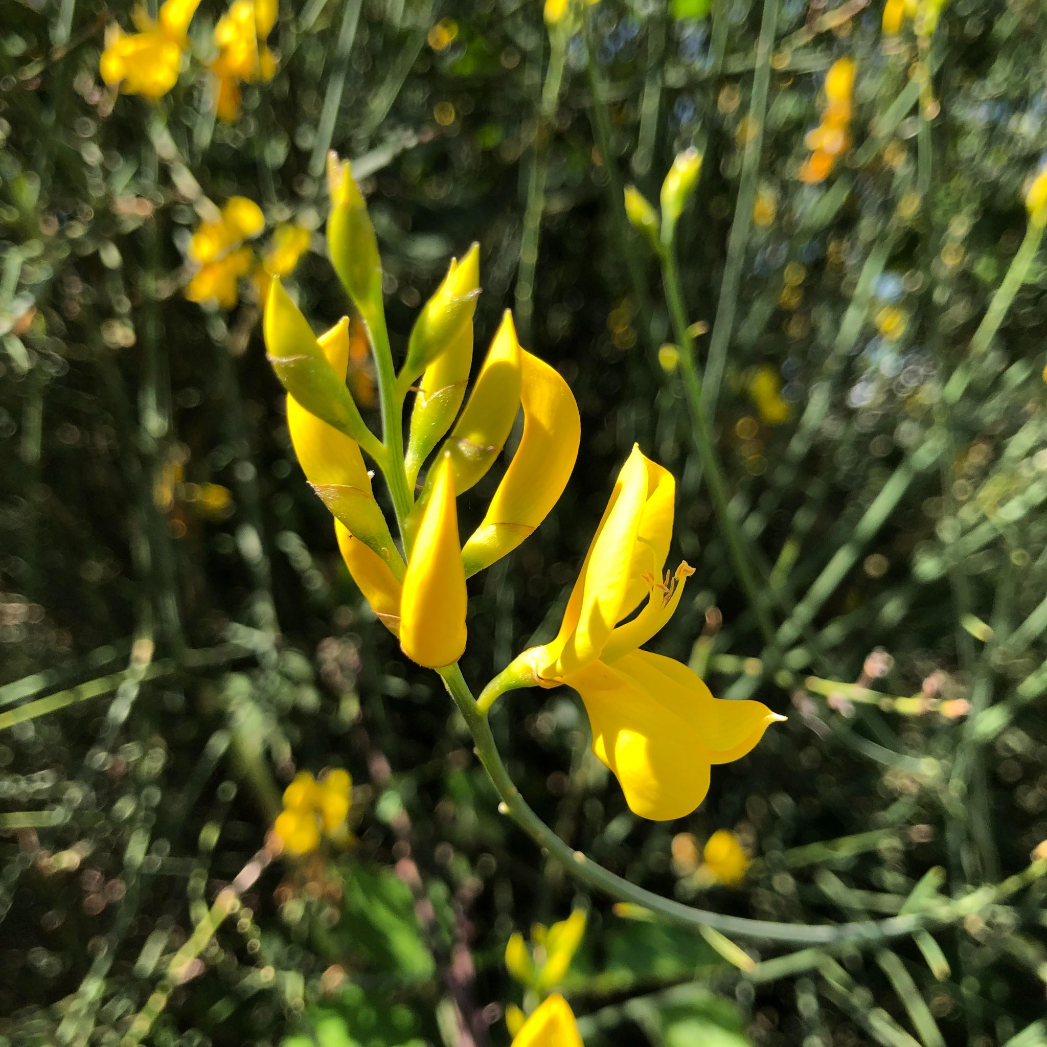 Common Broom | Trees, Hedges & Seeds | Habitat Aid
