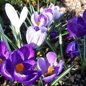 Dutch Crocus (Crocus vernus) | Bulbs for Bees | Habitat Aid