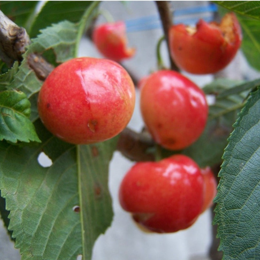 Cherokee | Buy Heritage Cherry Trees Online | Habitat Aid