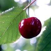 Fruit Trees For Sale | Rare Heritage Varieties | Habitat Aid