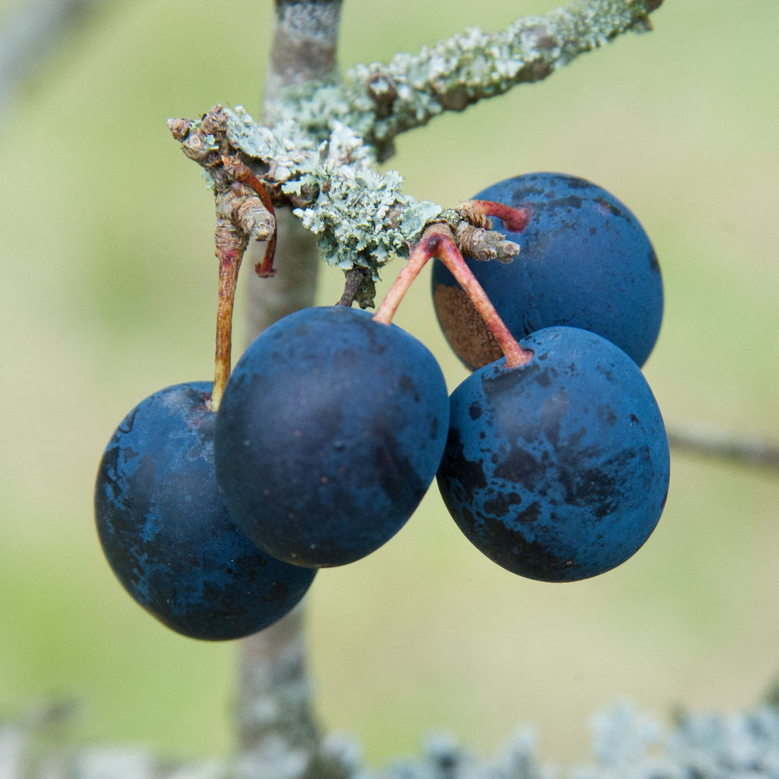 Farleigh | Buy Heritage Damson Trees Online | Habitat Aid