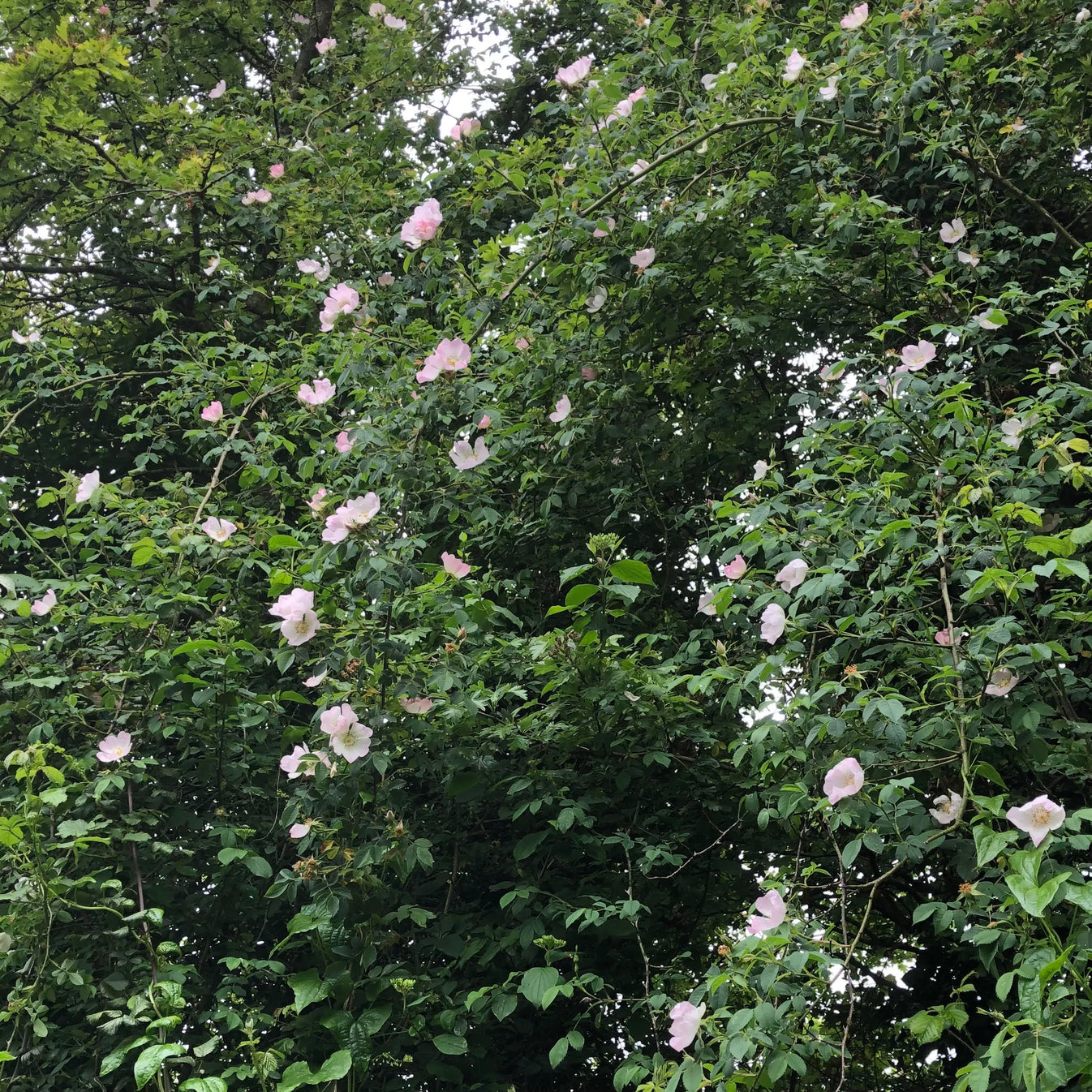 Dog Rose (Rose canina) | British Trees & Hedges | Habitat Aid