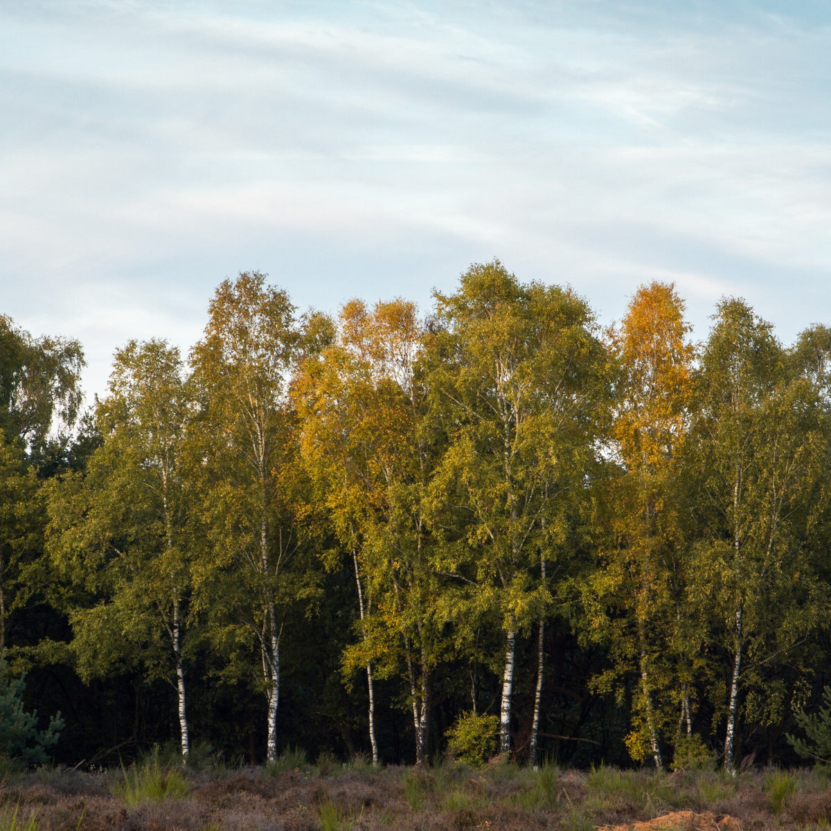 Downy Birch (Betula pubescens) | British Trees | Habitat Aid