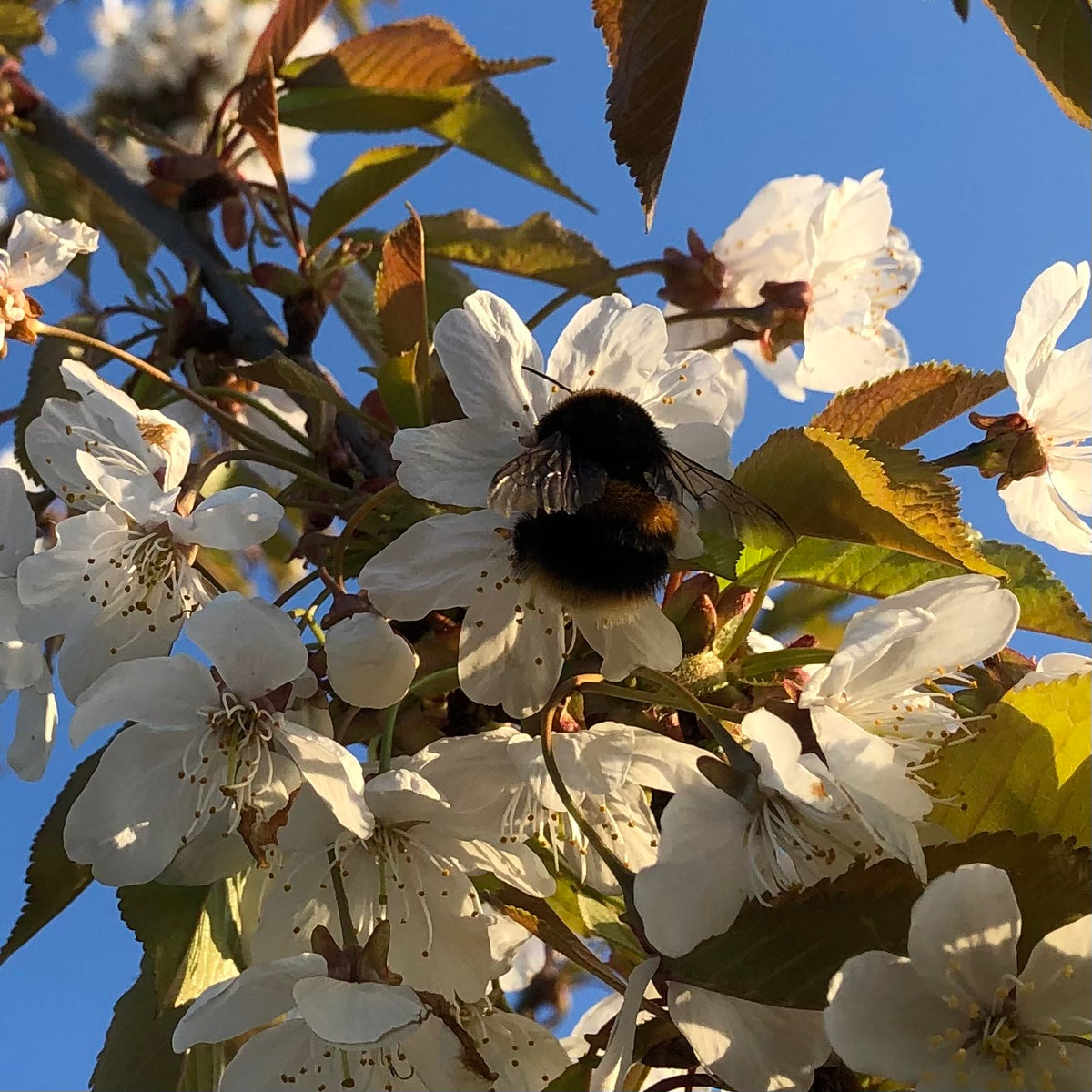 Mazzard Cherry 'Dun' | Buy Heritage Fruit Trees | Habitat Aid