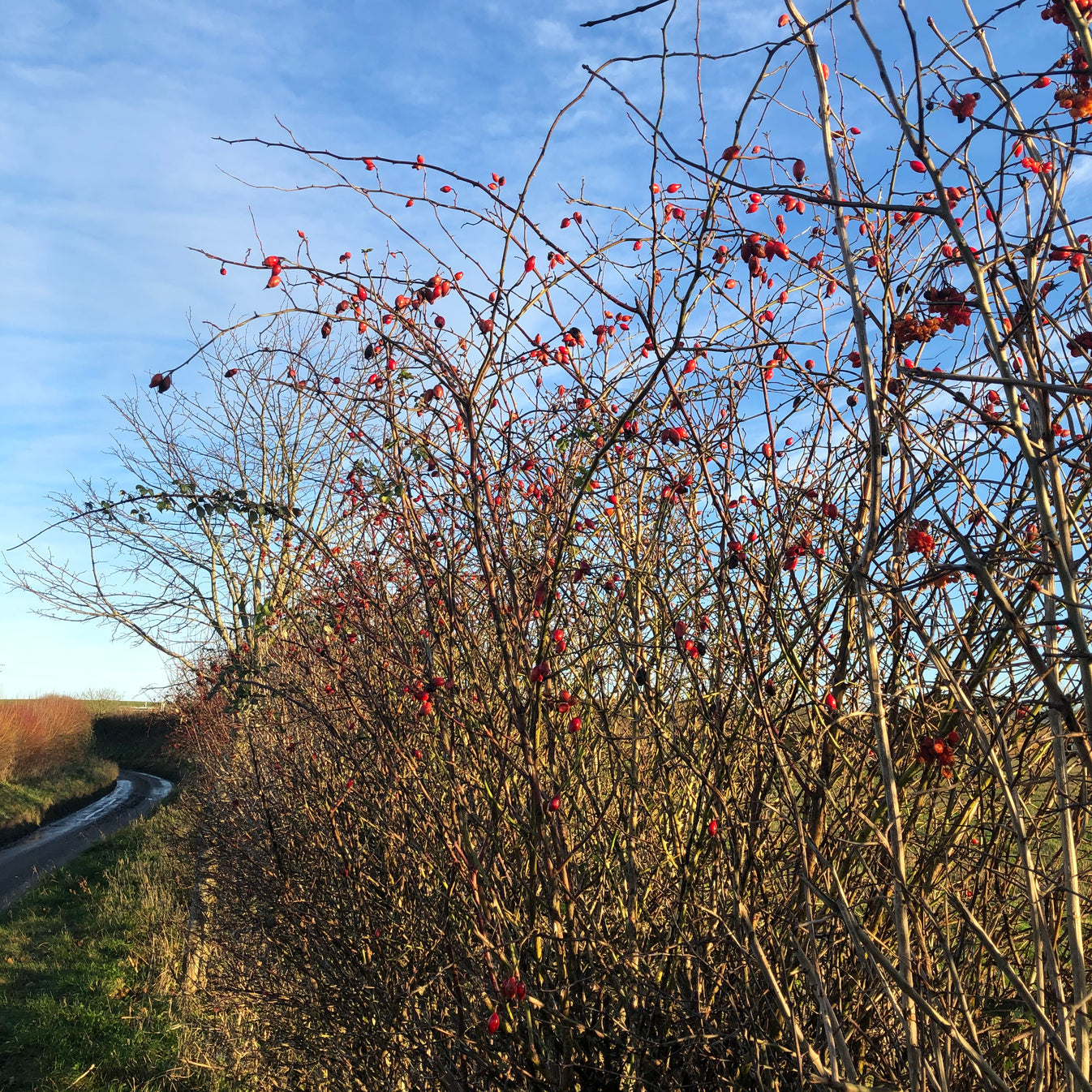 Native Hedge Plant Mix | Buy British Trees & Hedges | Habitat Aid