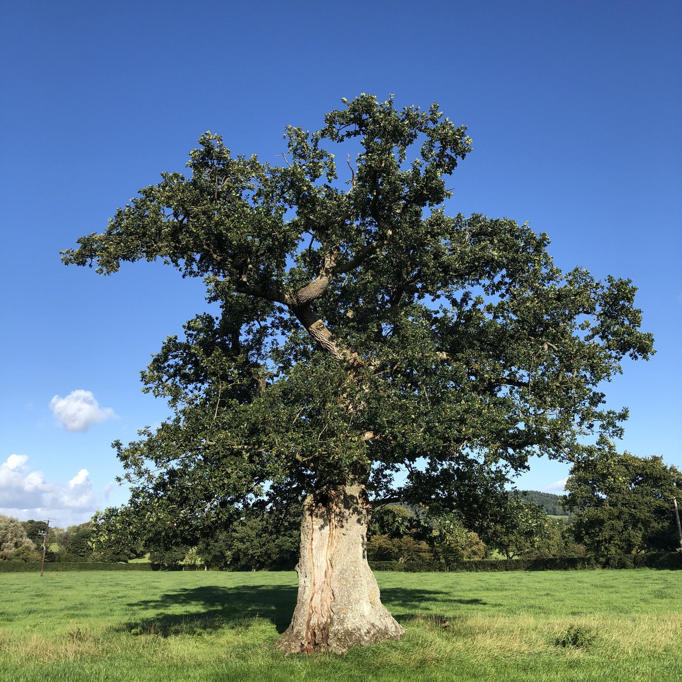 English Oak (Quercus robur) | British Trees & Hedges | Habitat Aid