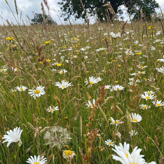 British Wildflower Seed | Meadow Seed Mixes | Habitat Aid | Page 2