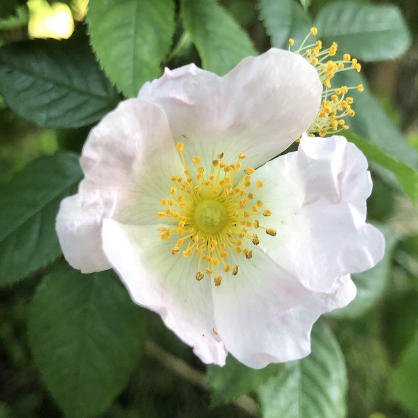 Native Hedge Plant Mix | Buy British Trees & Hedges | Habitat Aid