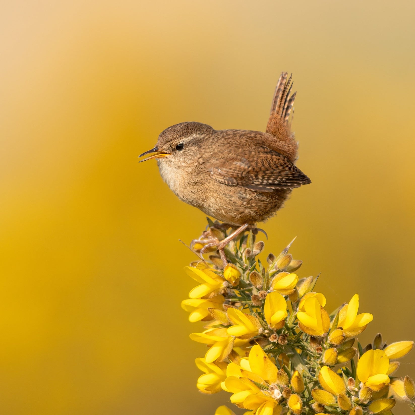 Gorse (Ulex europaeus) | British Trees & Hedges | Habitat Aid