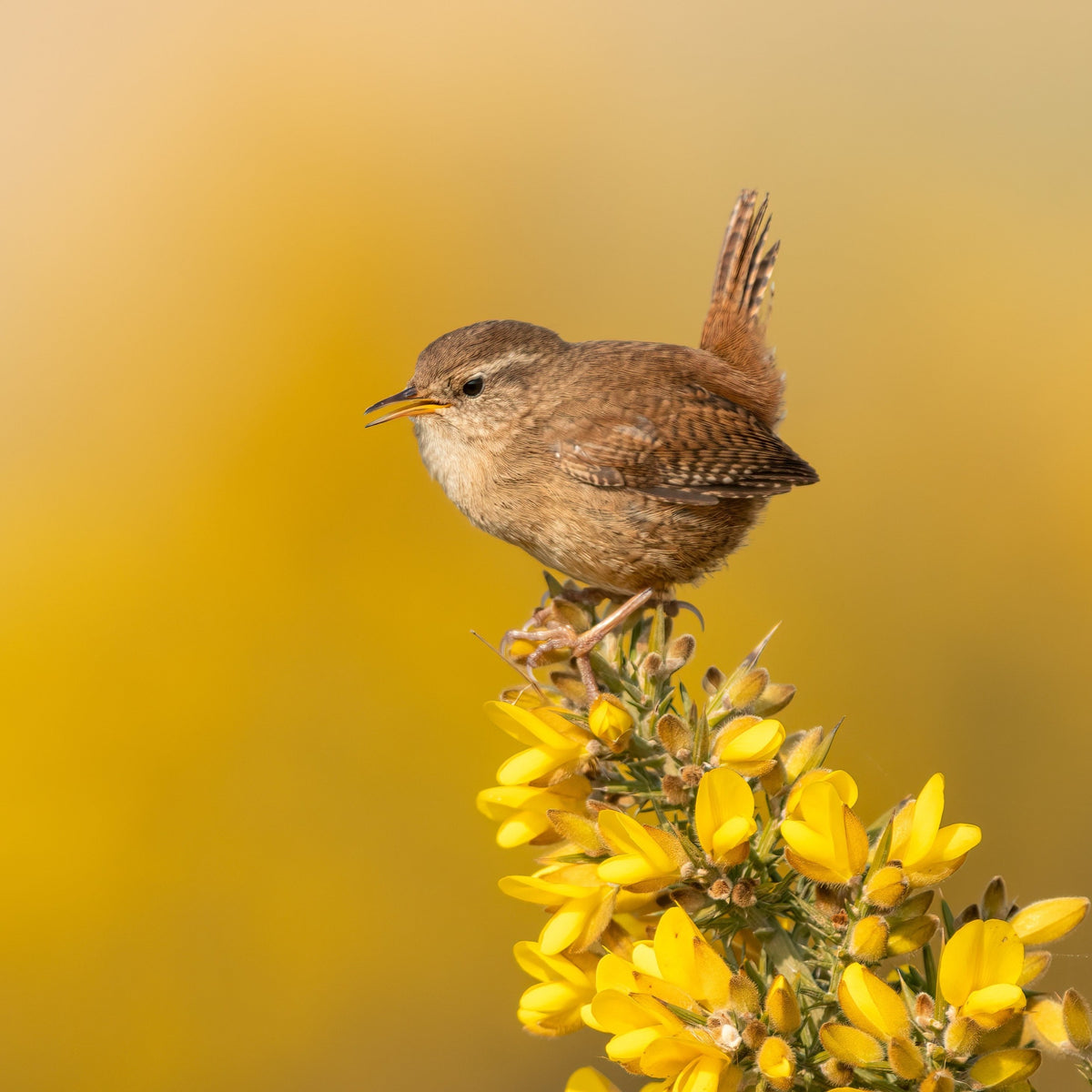 Gorse (Ulex europaeus) | British Trees & Hedges | Habitat Aid