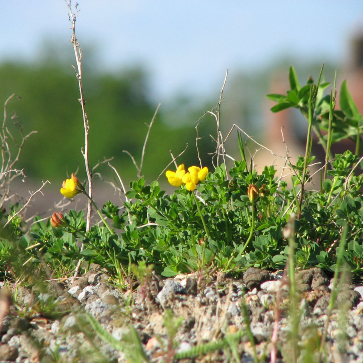 Green Roof Seed Mix | British Wildflower & Grass Seed | Habitat Aid