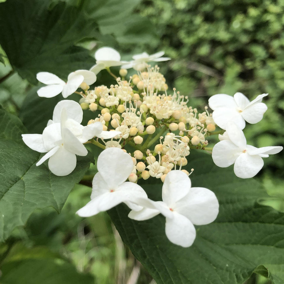 Guelder Rose (Viburnum opulus) | British Trees & Hedges | Habitat Aid