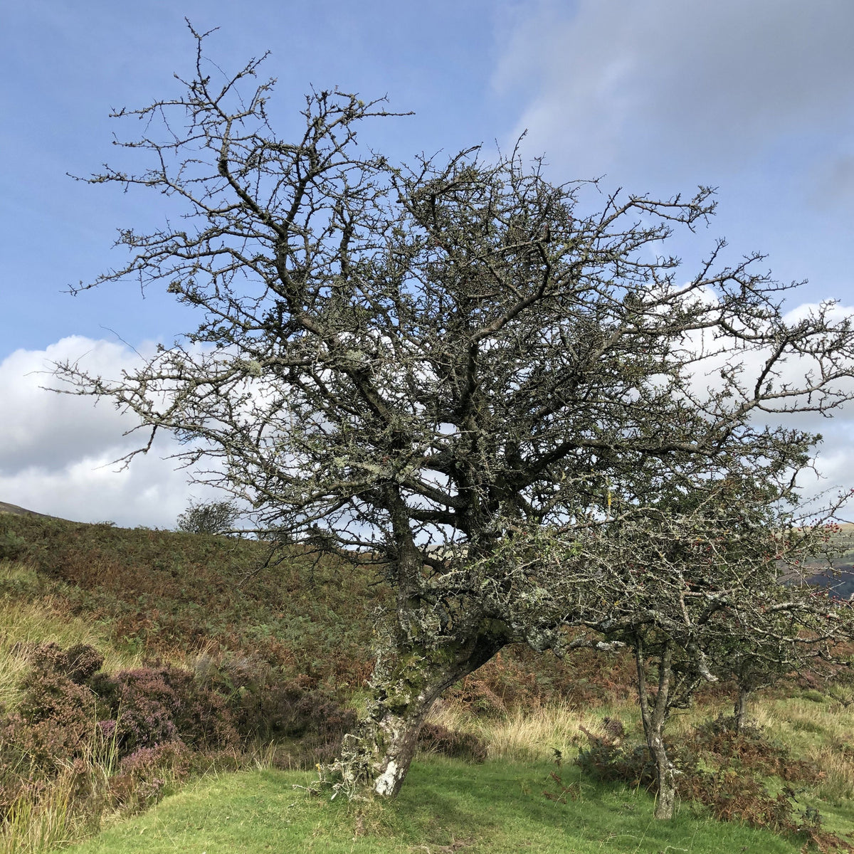 Hawthorn (Crataegus monogyna) | Trees & Hedges | Habitat Aid