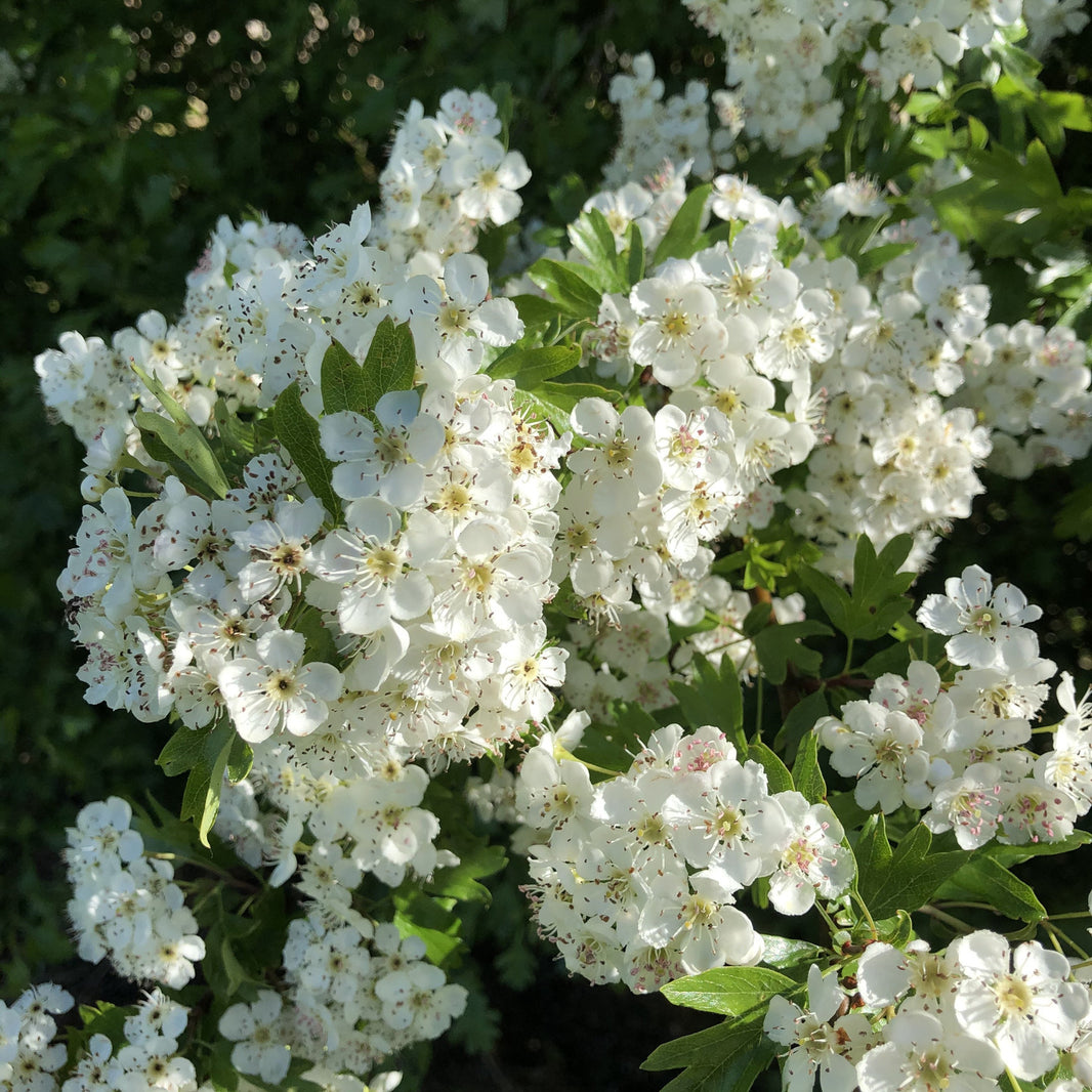 British Hedges | Buy Native Hedge Plants | Habitat Aid